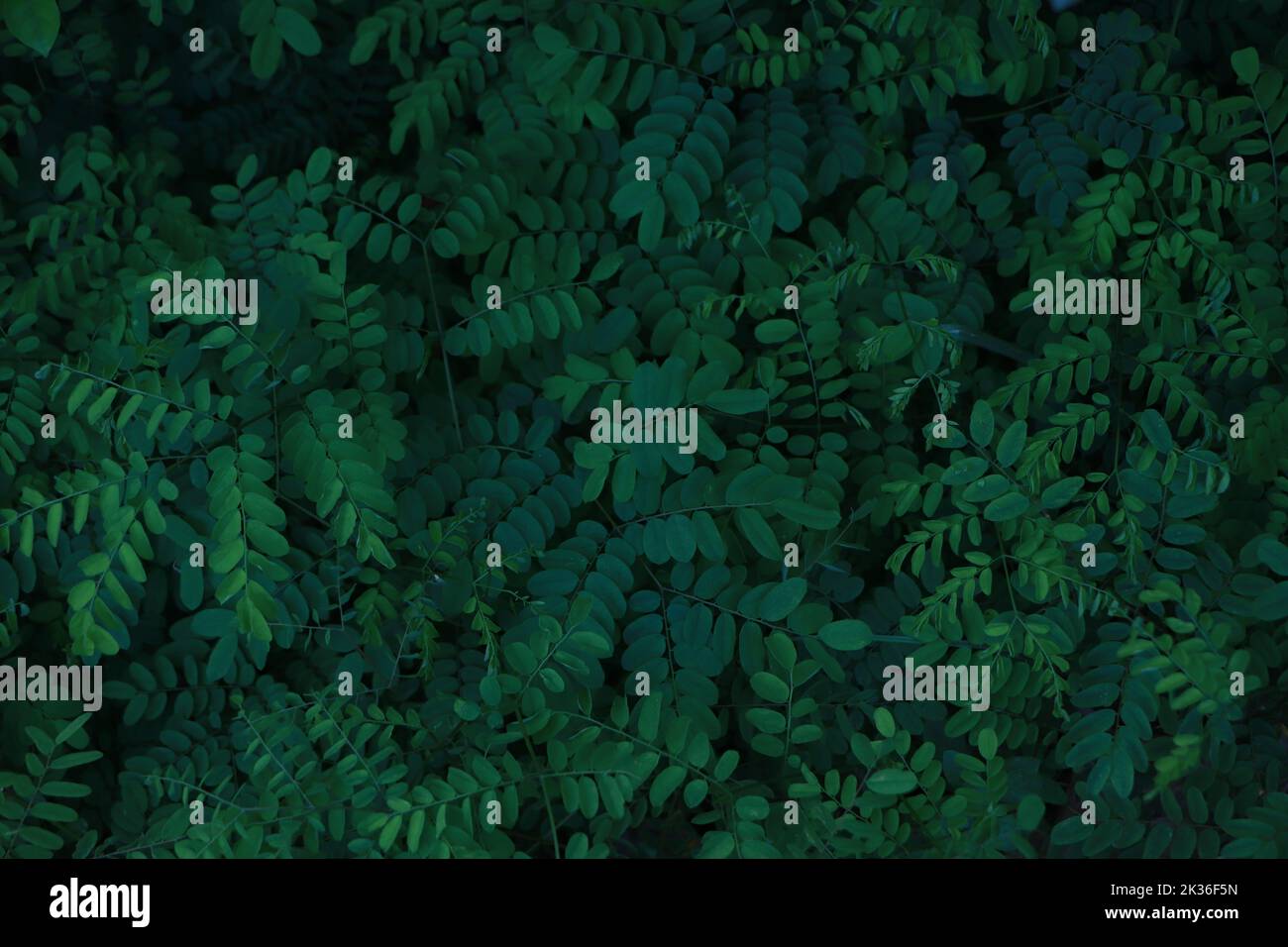 Green mint leaves pattern layout design. Ecology natural creative ...