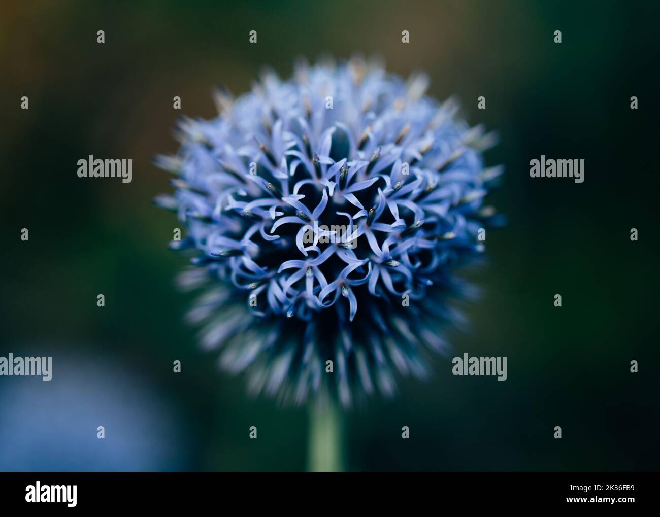 Echinops asteraceae hi-res stock photography and images - Alamy