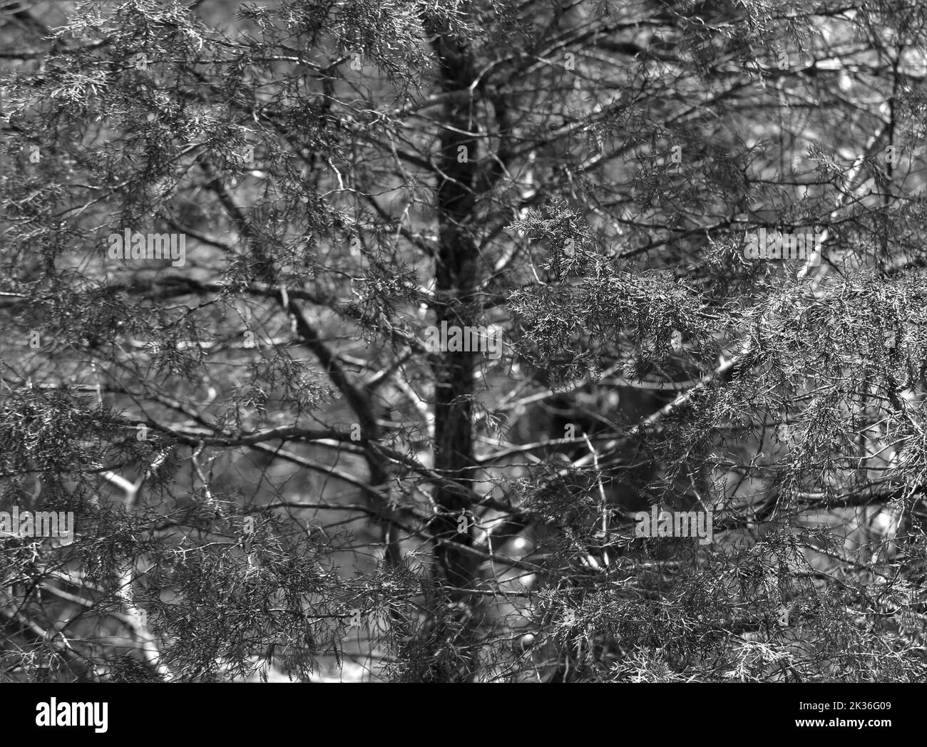 A black and white closeup of tree branches for cool background Stock ...