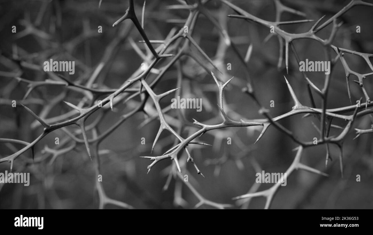 Orange Tree Background Check