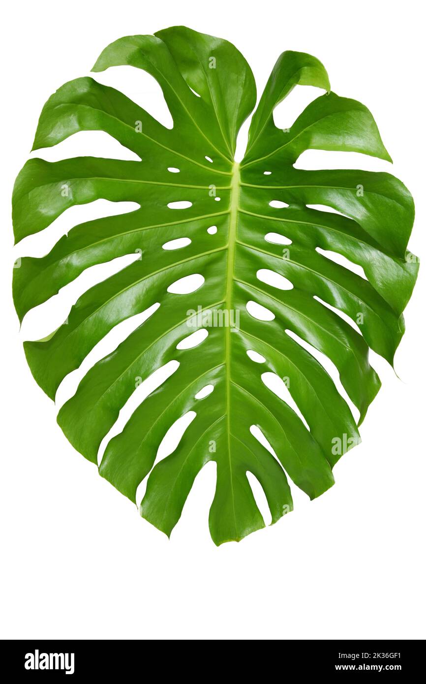 A green split-leaf philodendron isolated on a white background Stock ...