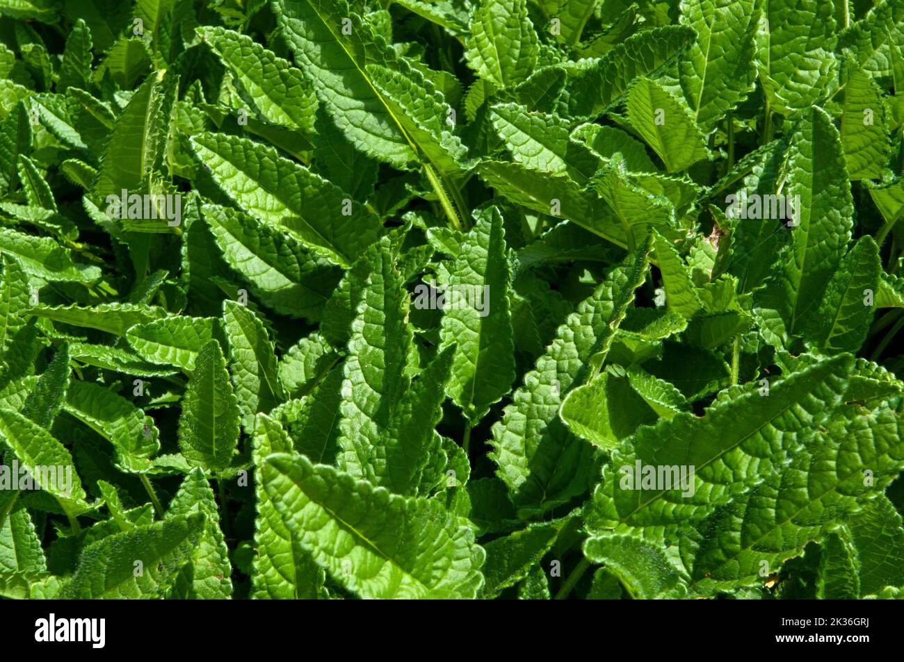 Sydney Australia, leaves of betonica officinalis known as betony in ...