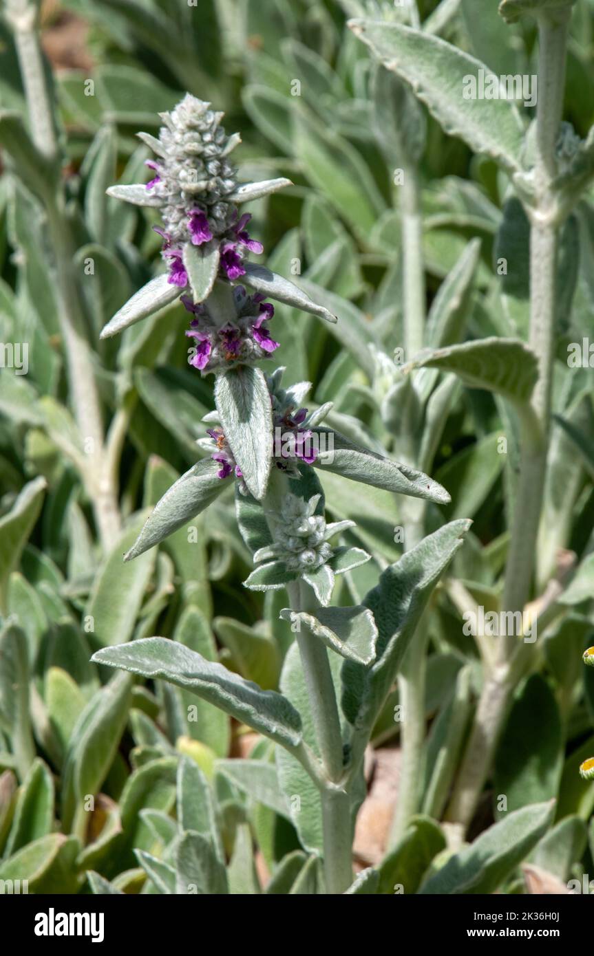 Sydney Australia, flower stem of a lamb's-ear ground cover Stock Photo ...