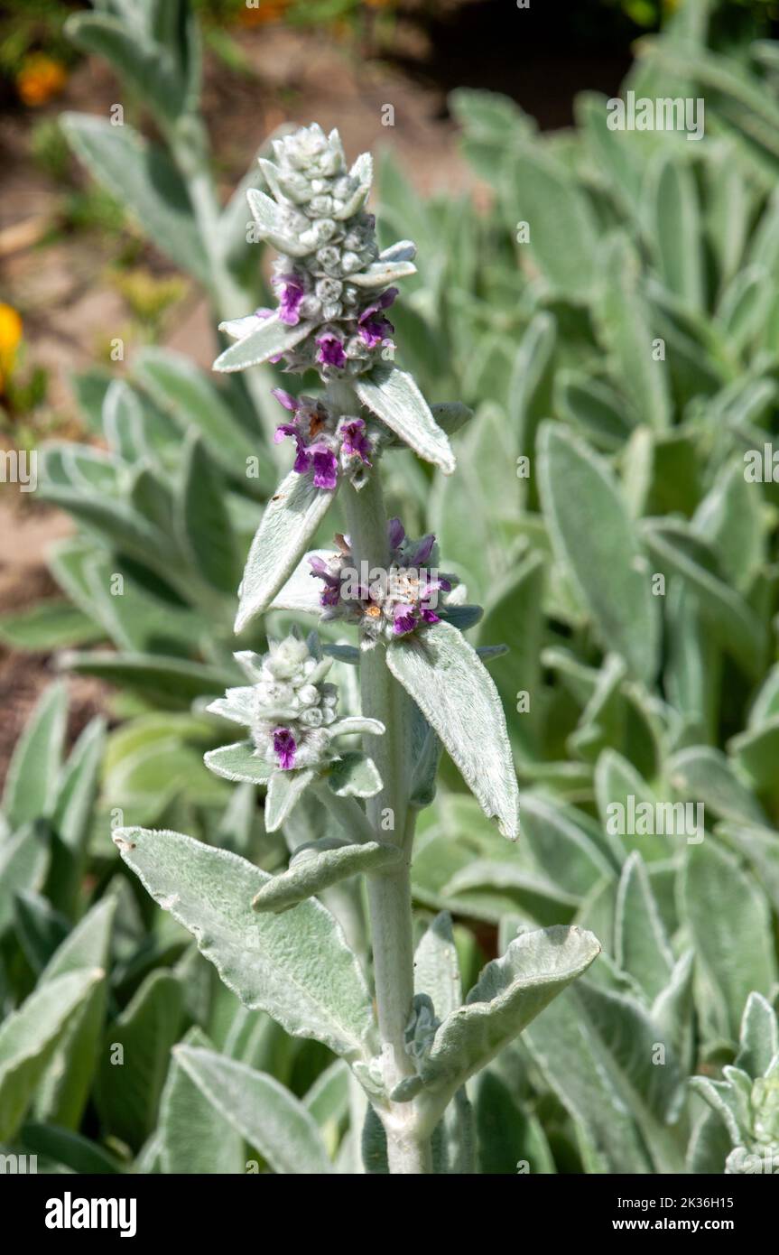 Lambs ears plant closeup hi-res stock photography and images - Alamy