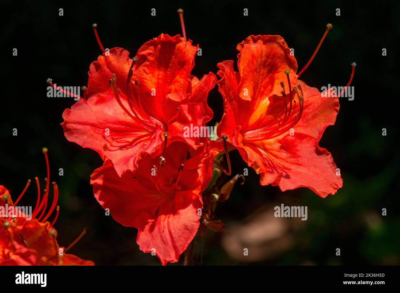 Sydney Australia, red flowers o a "Lady Jane" rhododendron in the ...