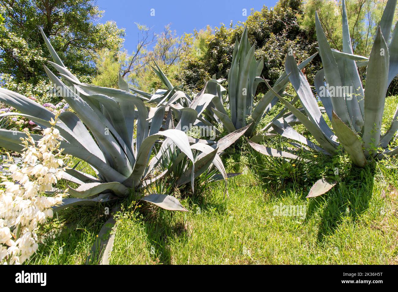 wild agave in the south of France Stock Photo - Alamy