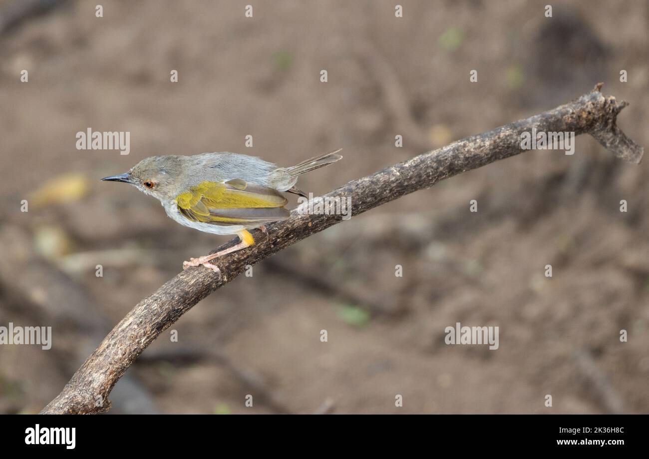 The Grey-backed Camaroptera is a small warbler that is found throughout ...