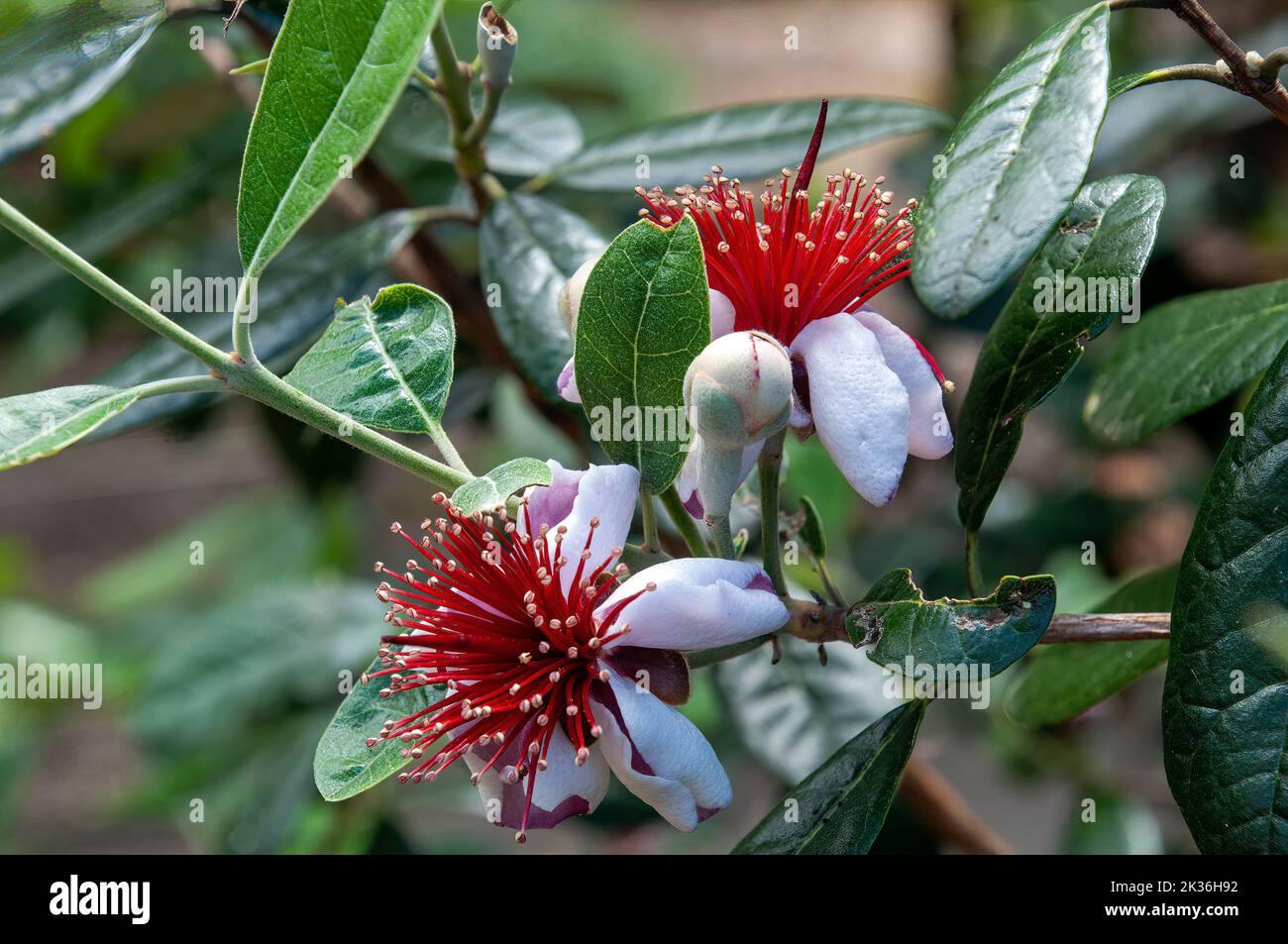 Sydney Australia, blossoms of a acca sellowiana or fruit salad tree ...