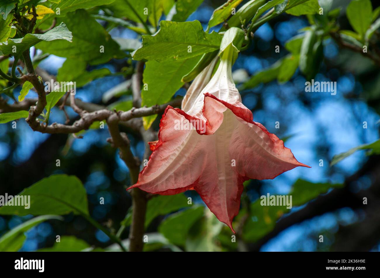 Sydney Australia, pink angel trumpet tree flower Stock Photo - Alamy