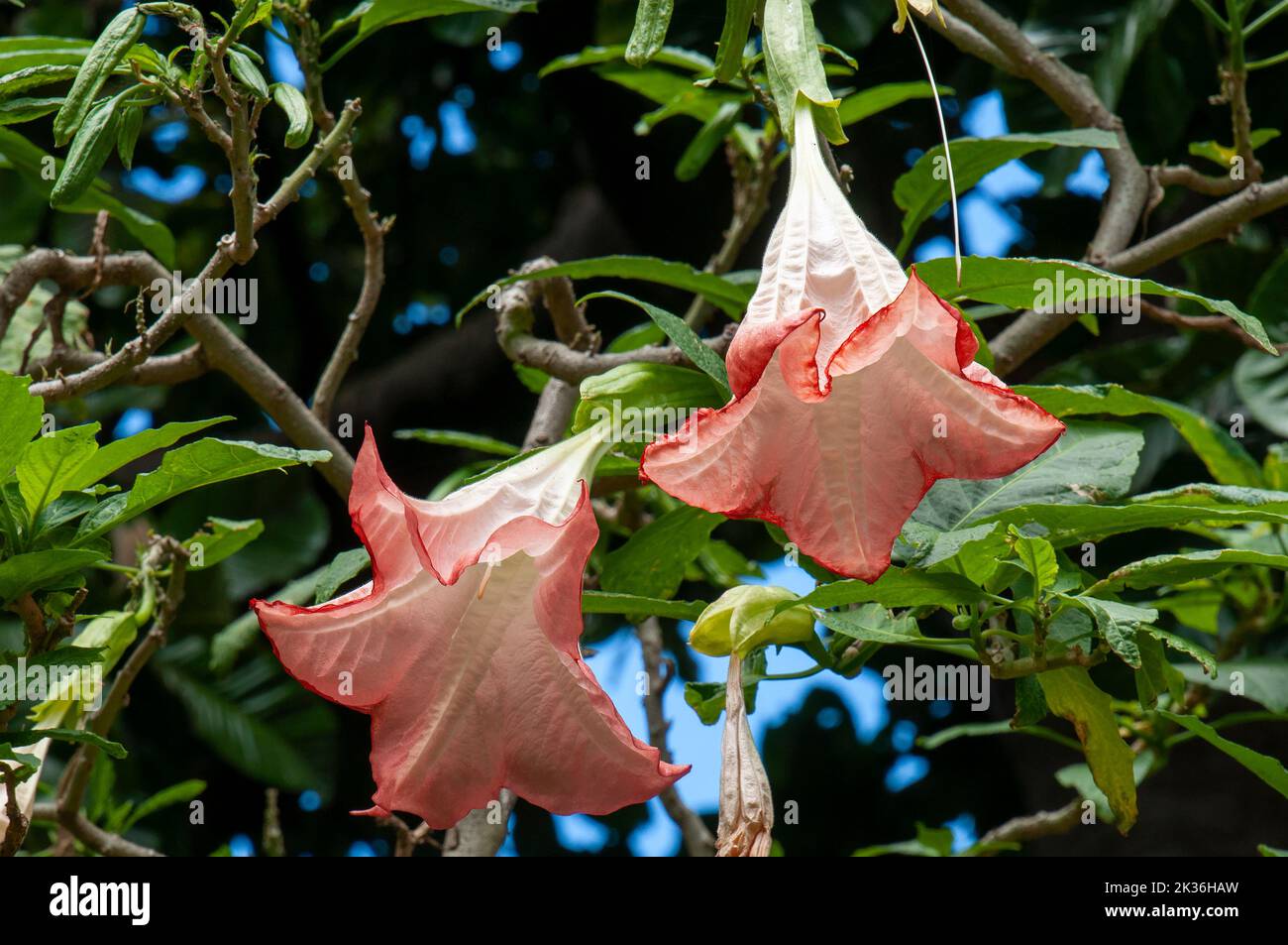 Angel trumpet tree hi-res stock photography and images - Alamy