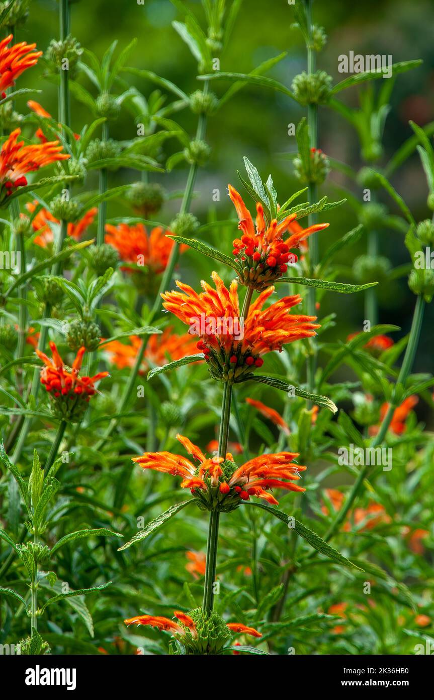 Sydney Australia, flower stems of a leonotis leonurus, known as lion's ...
