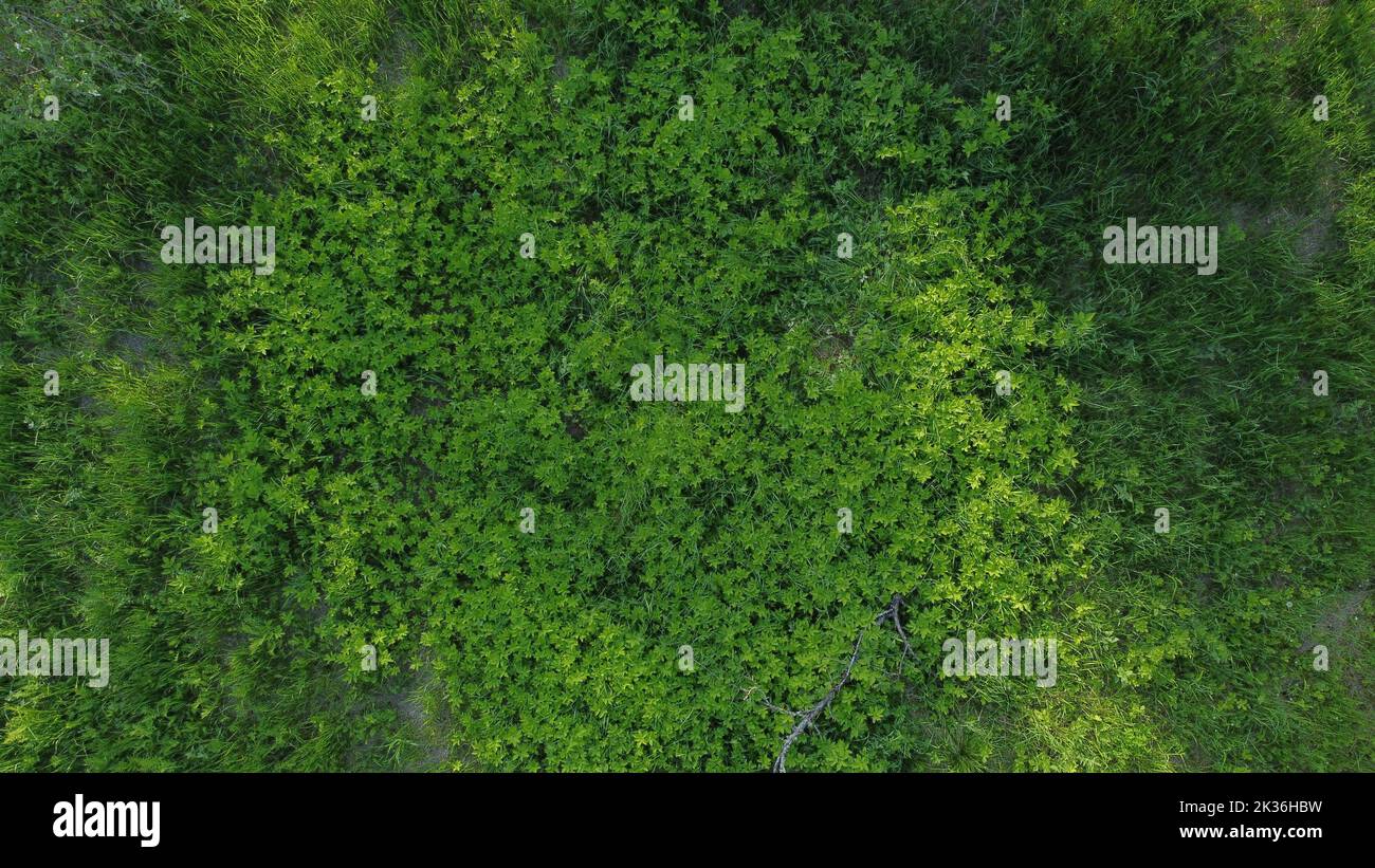 An aerial view of green trees in a beautiful rainforest Stock Photo - Alamy