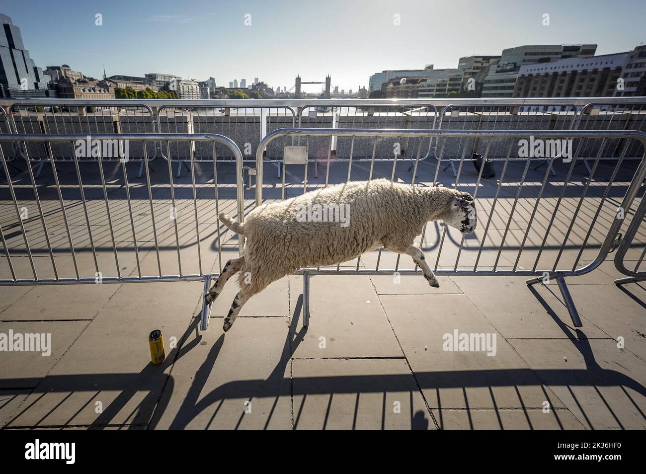London, UK. 25th September, 2022. Sheep Drive across London Bridge. One ...