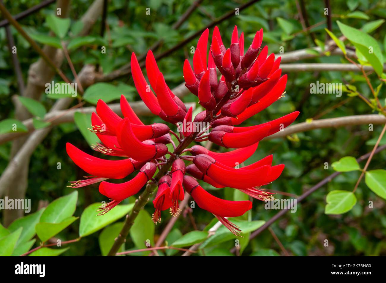 Sydney Australia, flower stem of a Erythrina × bidwillii tree Stock ...