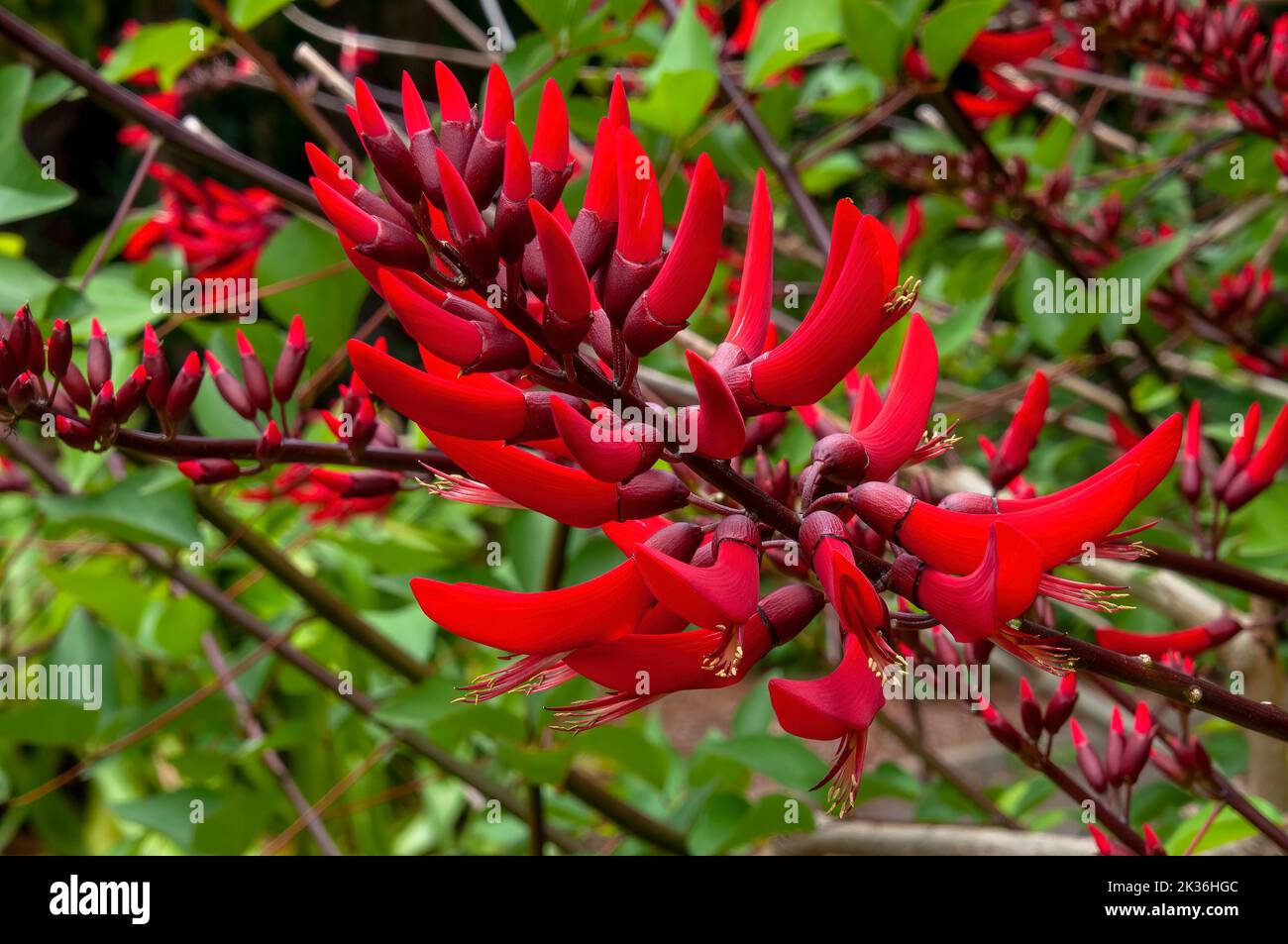 Sydney Australia, flower stem of a Erythrina × bidwillii tree Stock ...