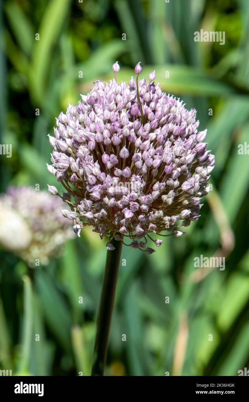 Sydney Australia, flower head of a allium ampeloprasum or common leek ...