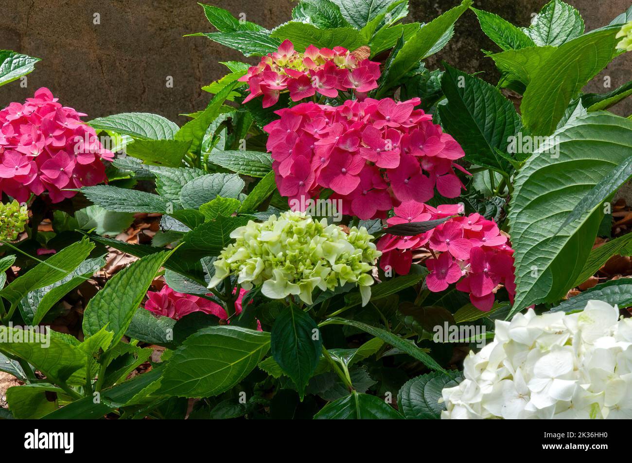 Sydney Australia, vibrant pink flowerheads of a hydrangea macrophylla ...