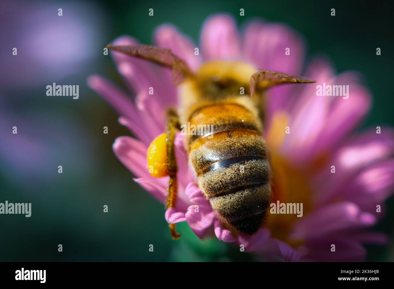 Honey bee insects hi-res stock photography and images - Alamy