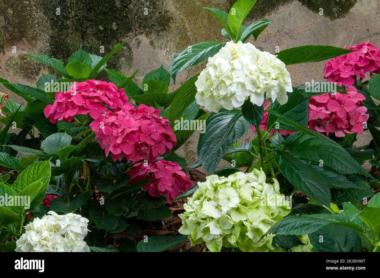 Sydney Australia, vibrant pink flowerheads of a hydrangea macrophylla ...
