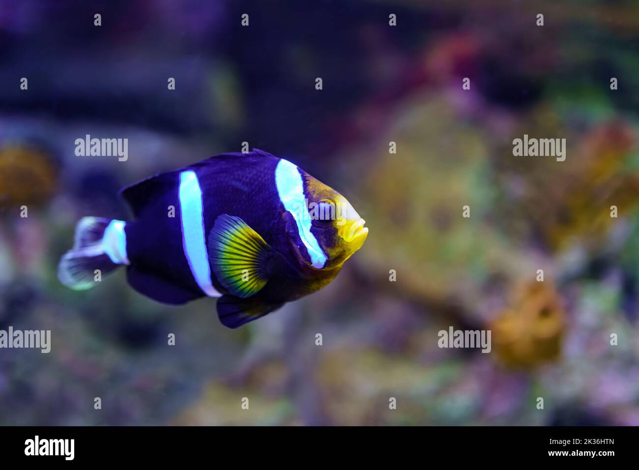 Clownfish of colorful colors, swimming quietly among rocks and corals ...