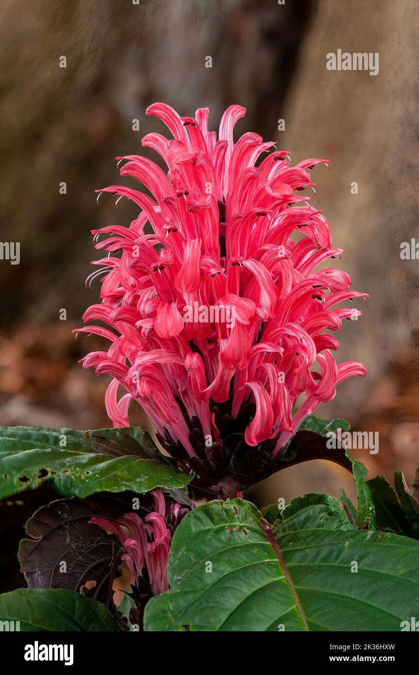 Close-up of a flower of justicia carnea or pink shrimp plant native to ...