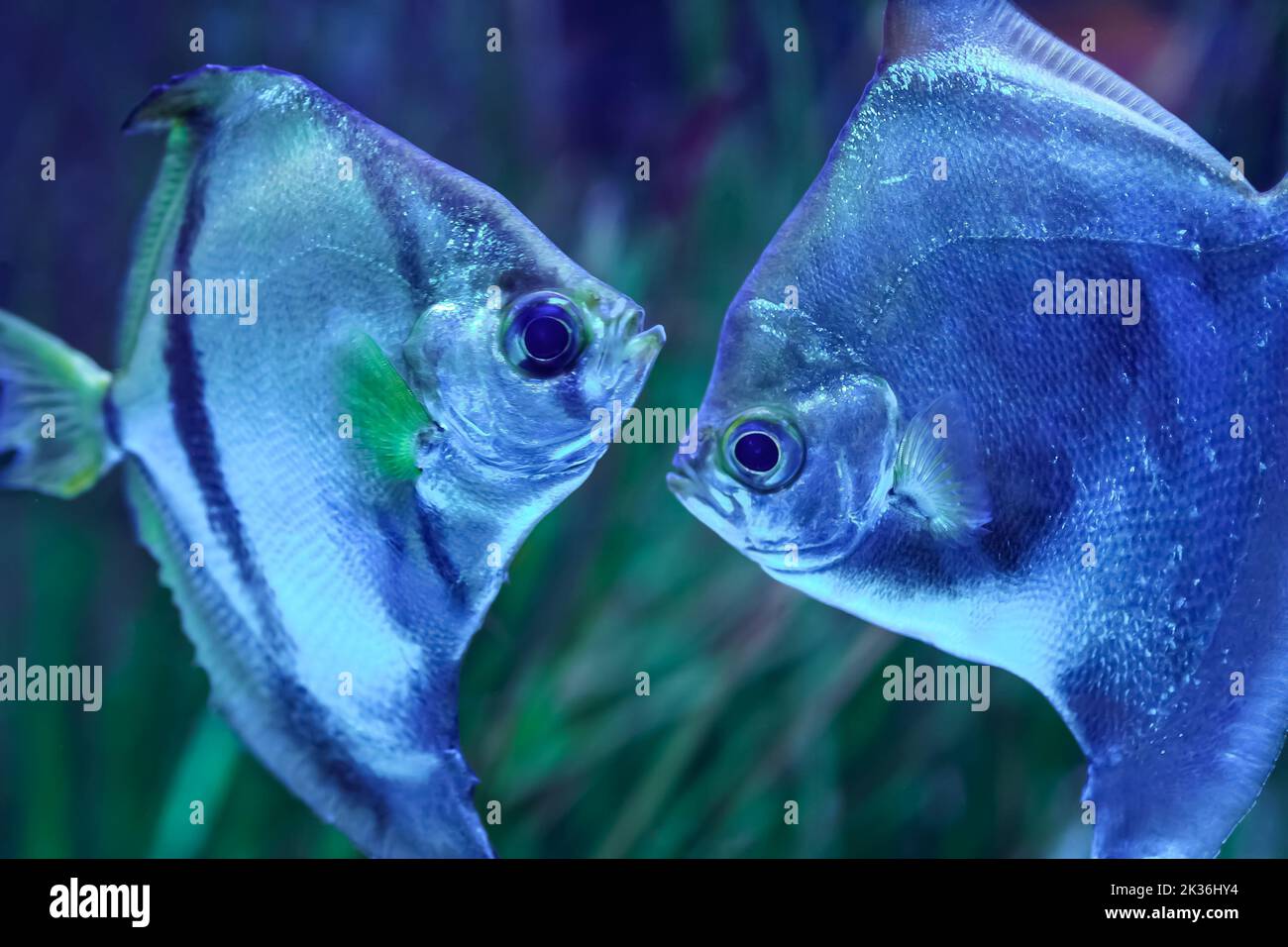 Colorful silver fish in the shape of a moon, swimming quietly in the ...