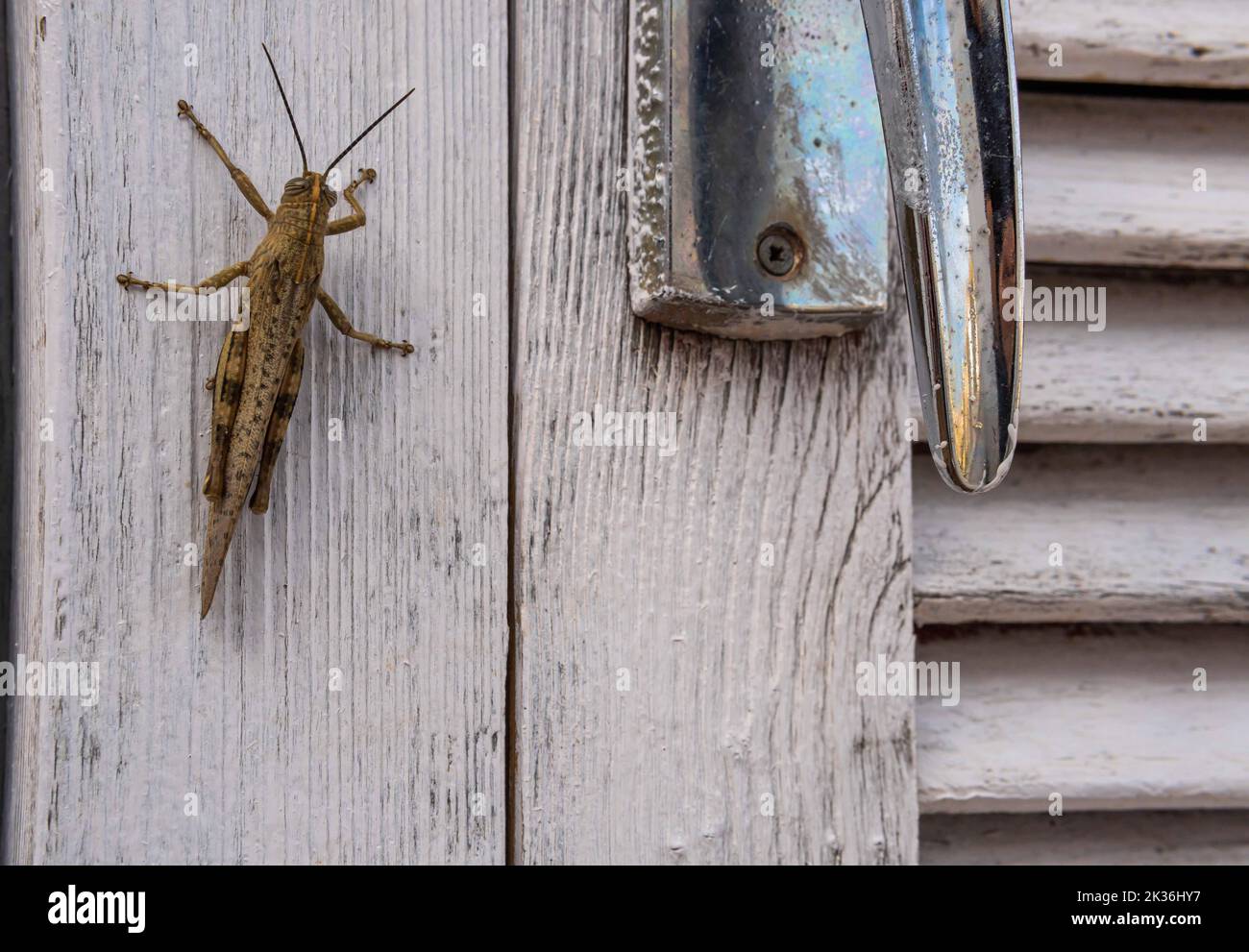 Grasshopper exoskeleton hi-res stock photography and images - Alamy Grasshopper exoskeleton hi-res stock photography and images - Alamy
