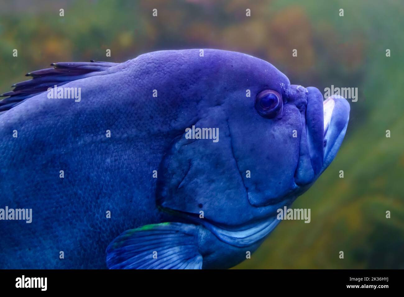 Large menacing looking fish with its mouth open and swimming along the ...
