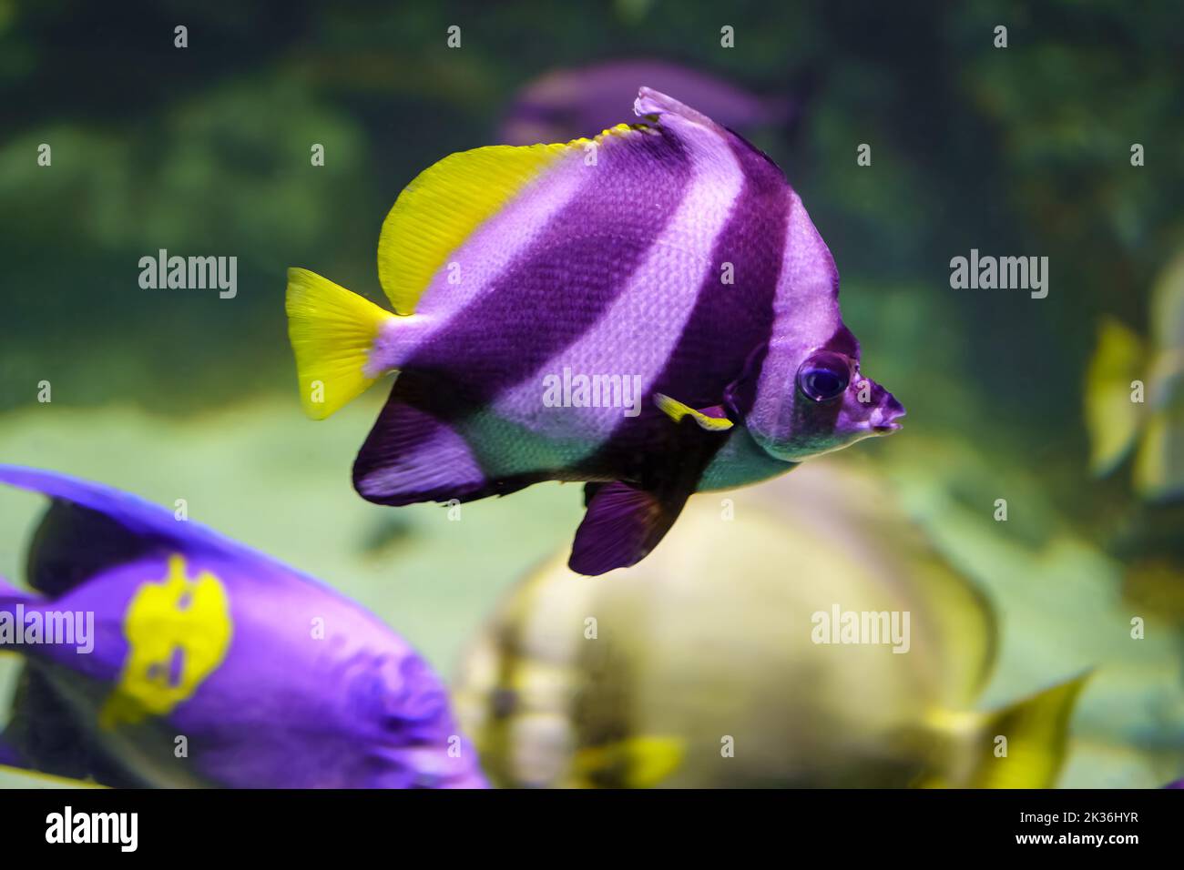 Beautiful tropical fish with colorful colors and stripes on the body ...