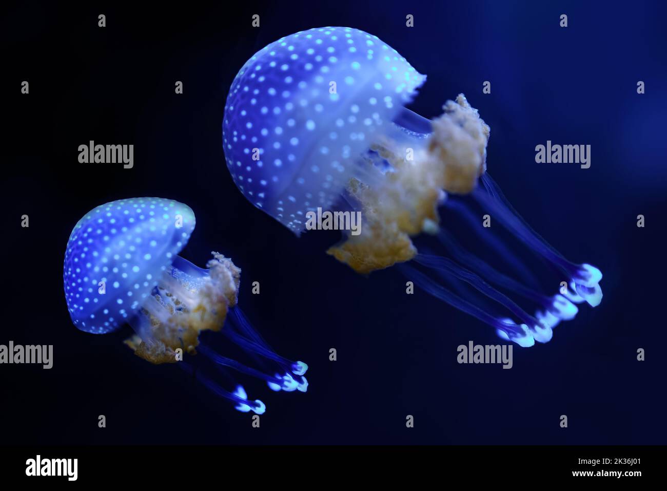 Blue-colored jellyfish swimming in rhythm on the dark seabed Stock ...