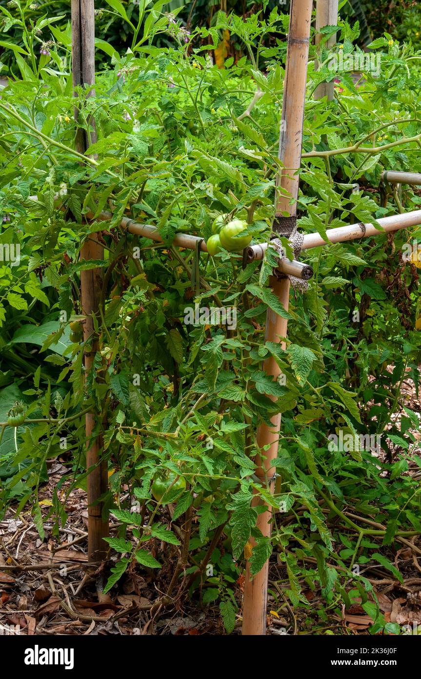 Bush tomato australia hi-res stock photography and images - Alamy