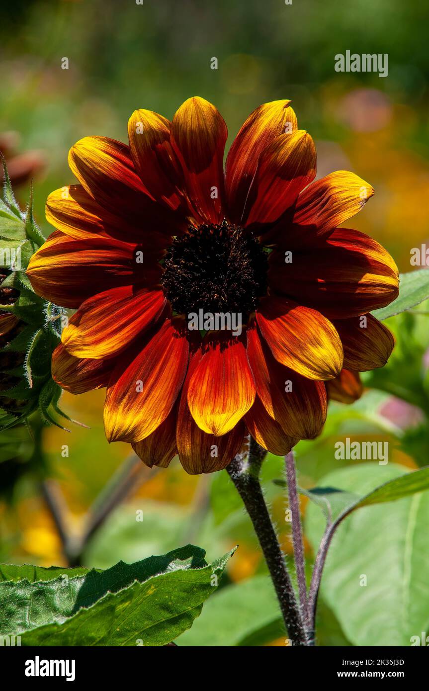 Sydney Australia, common sunflower with orange and rust coloured petals ...