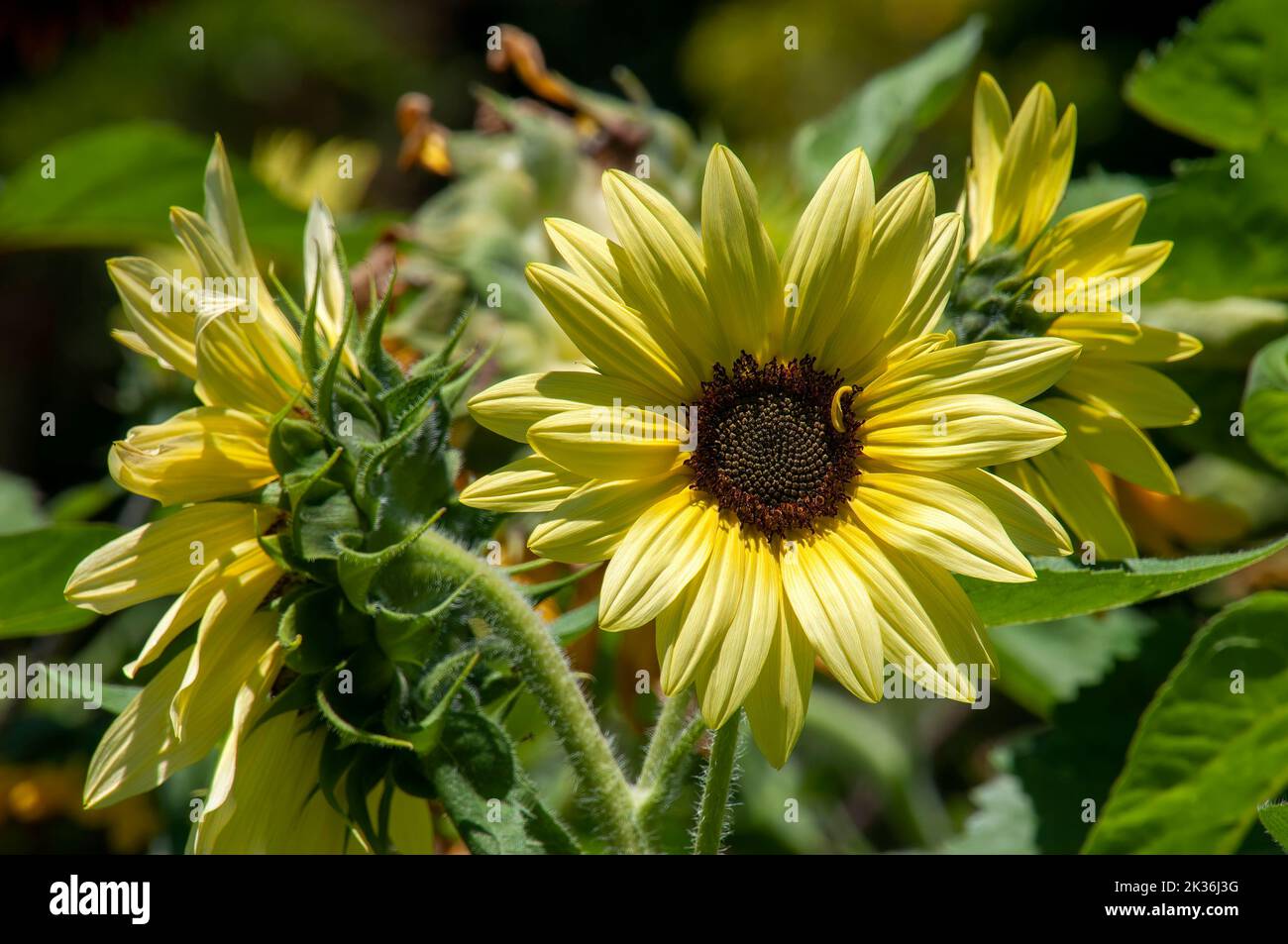 Sydney Australia, common sunflower with pale yellow petals in sunshine ...