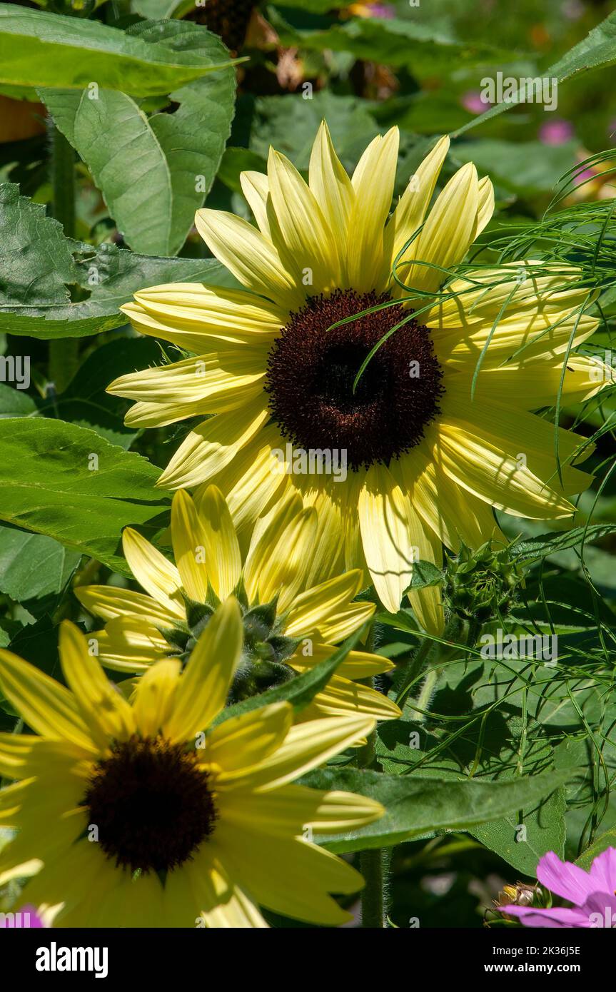 Sydney Australia, common sunflower with pale yellow petals in sunshine ...