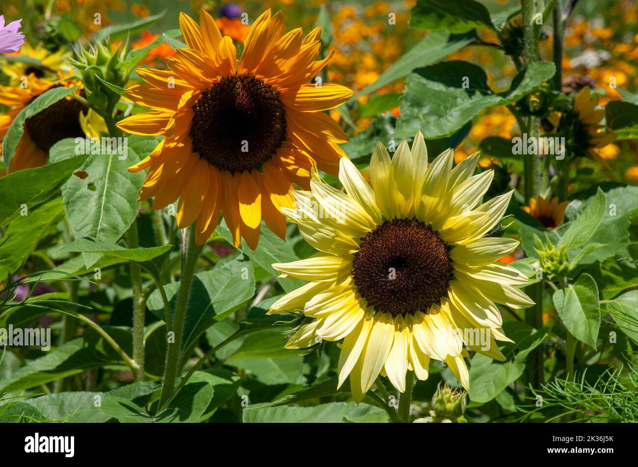 Sunflower farm australia hi-res stock photography and images - Alamy