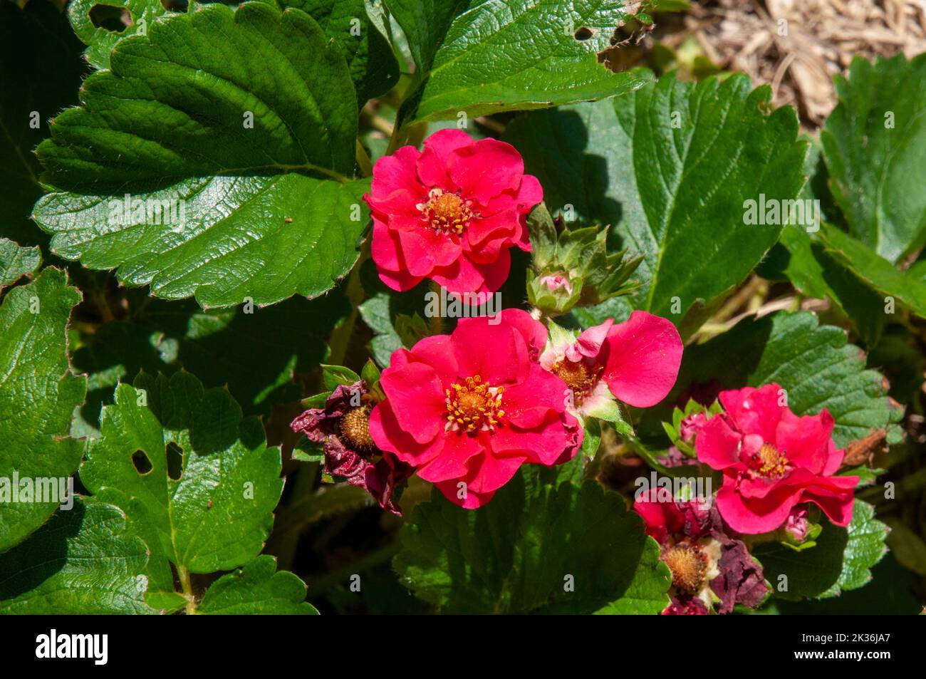 Fragaria cultivar hi-res stock photography and images - Alamy