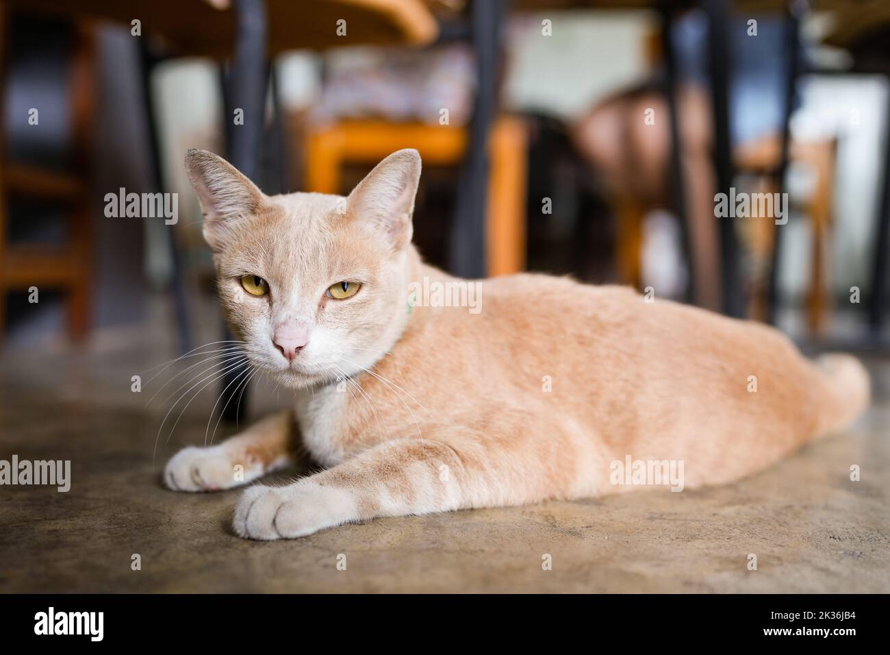 A cute orange Arabian Mau cat laying on the floor in the house Stock ...