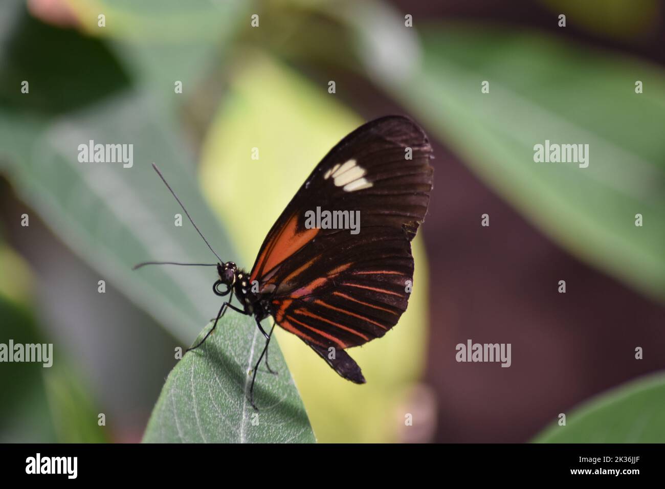 Eurimedes hi-res stock photography and images - Alamy