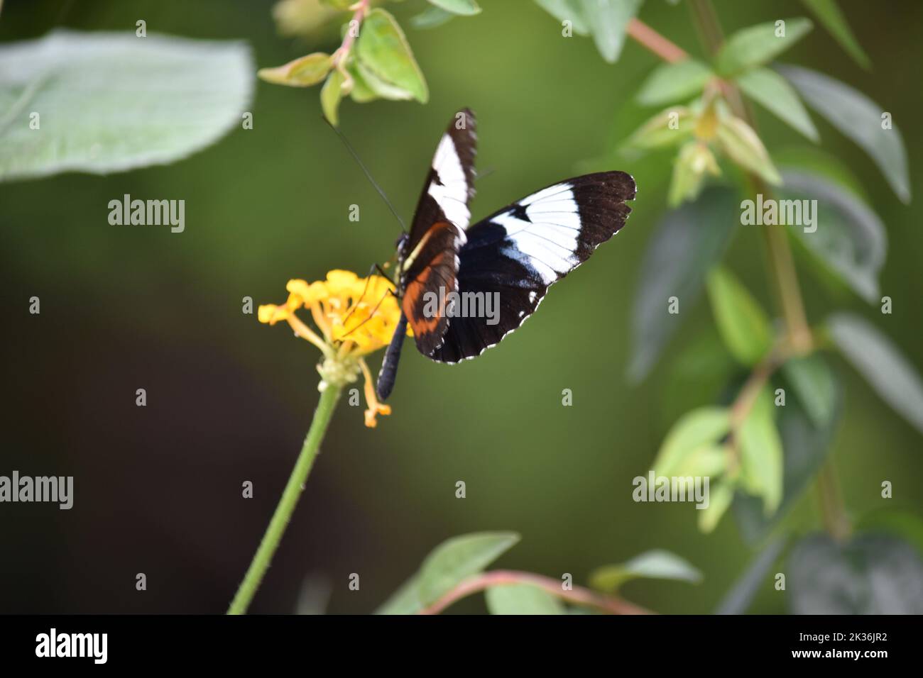 Laparus doris doris hi-res stock photography and images - Alamy