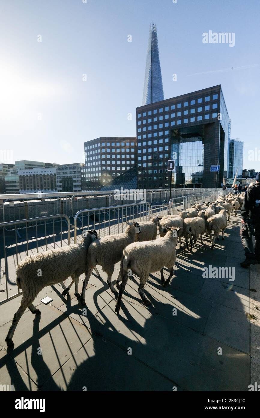 London Bridge, London, UK. 25th Sept 2022. The annual London Sheep ...