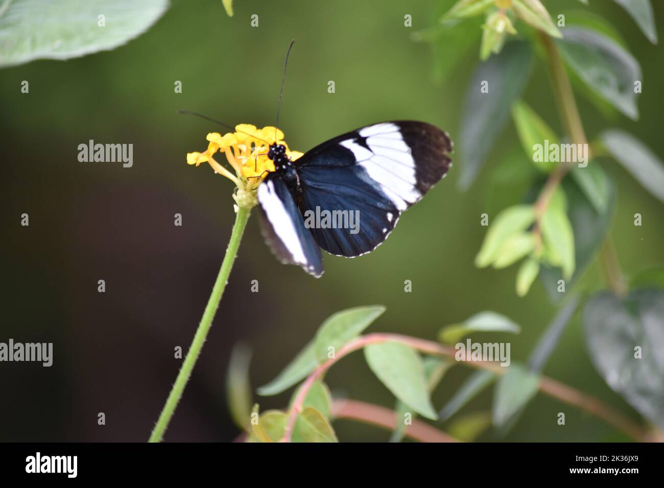 Blue and white longwing hi-res stock photography and images - Alamy