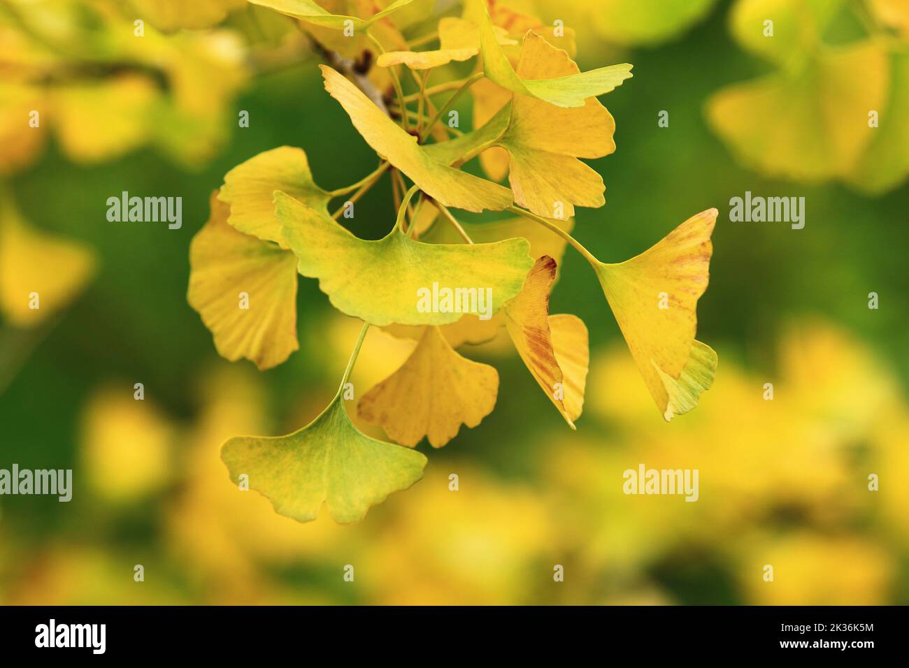 changing color leaves of Ginkgo Tree(Maidenhair Tree),close-up of ...