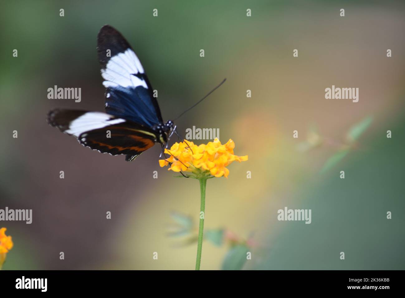 Blue and white longwing hi-res stock photography and images - Alamy