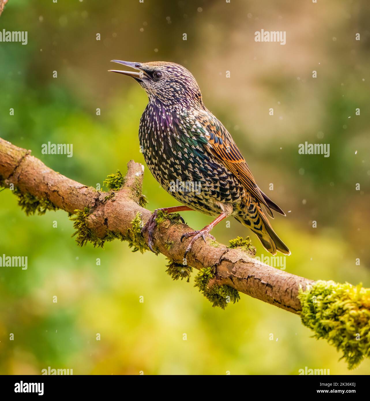 Stationary starling hi-res stock photography and images - Alamy