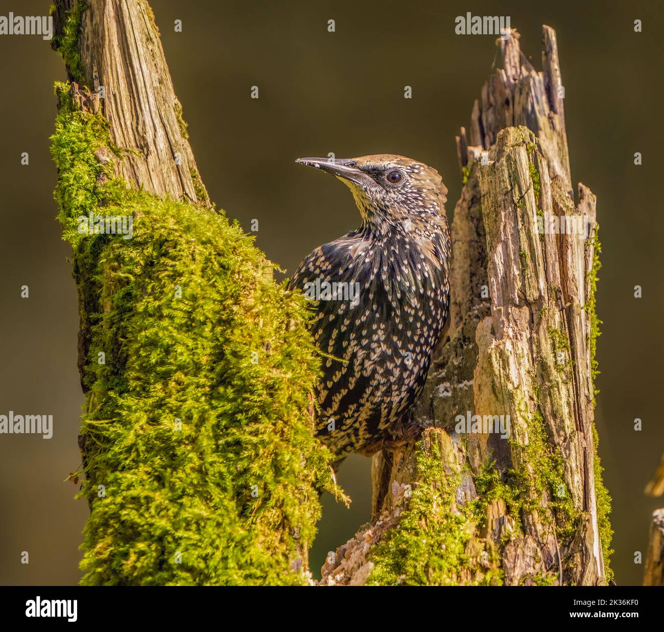 Starling profile hi-res stock photography and images - Alamy