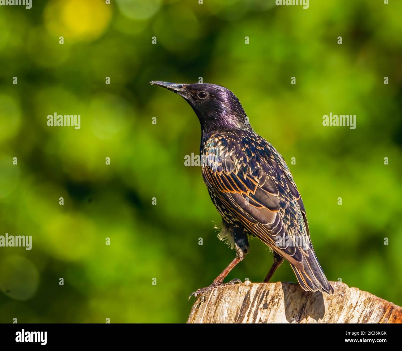 Eurasian passerine hi-res stock photography and images - Alamy