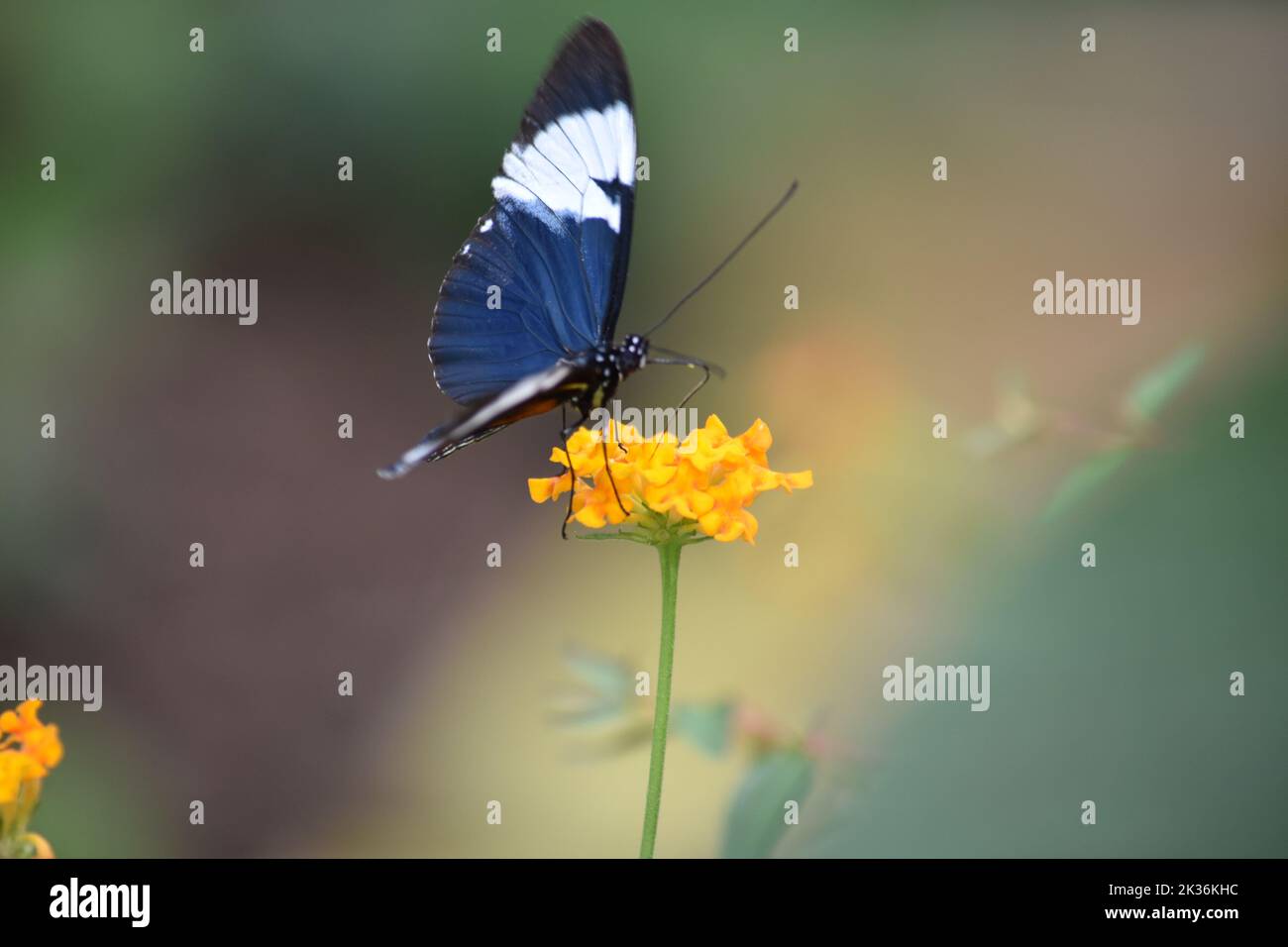 Blue and white longwing hi-res stock photography and images - Alamy