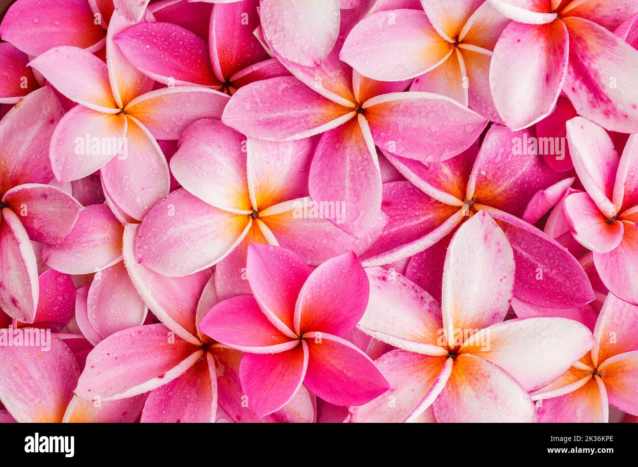 The beautiful pink frangipani flowers background Stock Photo - Alamy