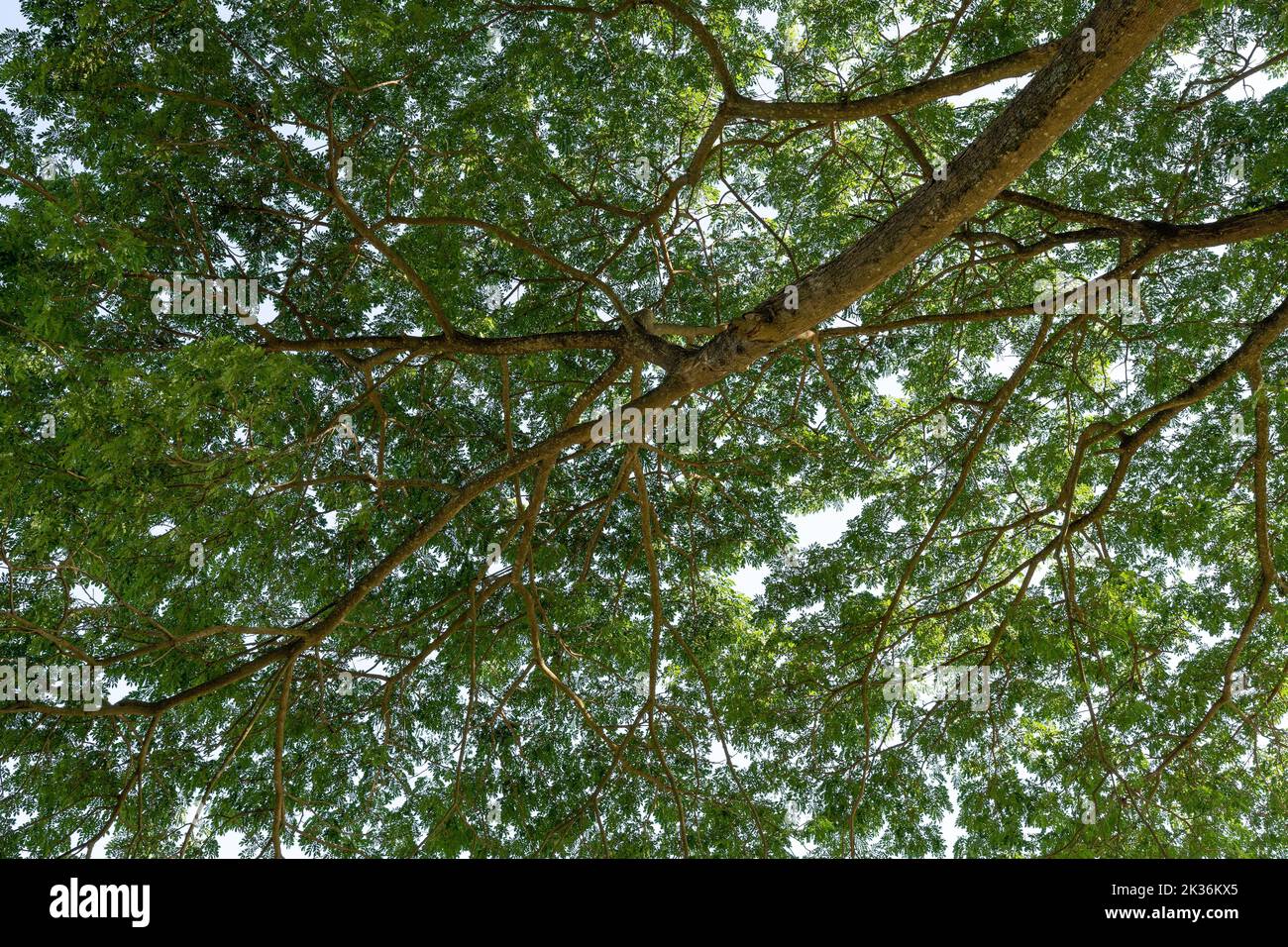 A low angle of a tree with green leaves Stock Photo - Alamy