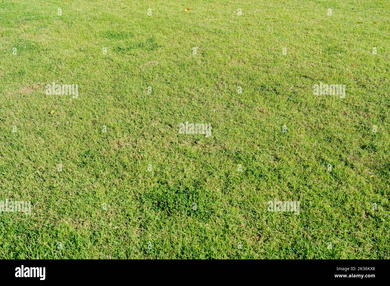 A natural green grass background texture Stock Photo - Alamy